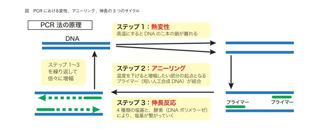 pcr 変異導入 – pcr オーバーラップ – YCZIY
